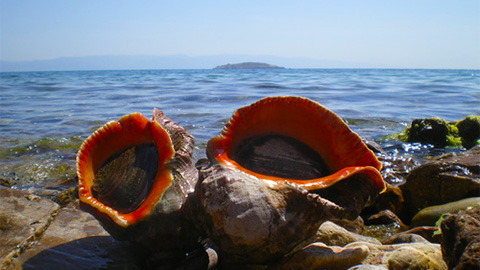 Lafçıoğlu Su Ürünleri