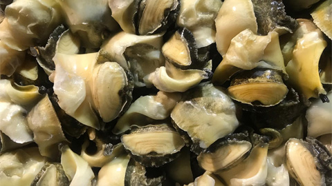 Lafcioğlu Su Ürünleri Sanayi Ticaret Limited Şirketi - Lafcioglu Marine ...